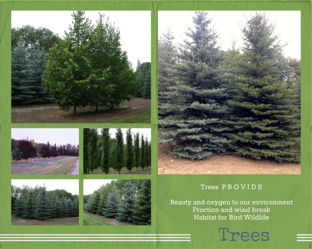 Strathmore Spruce Tree Farm