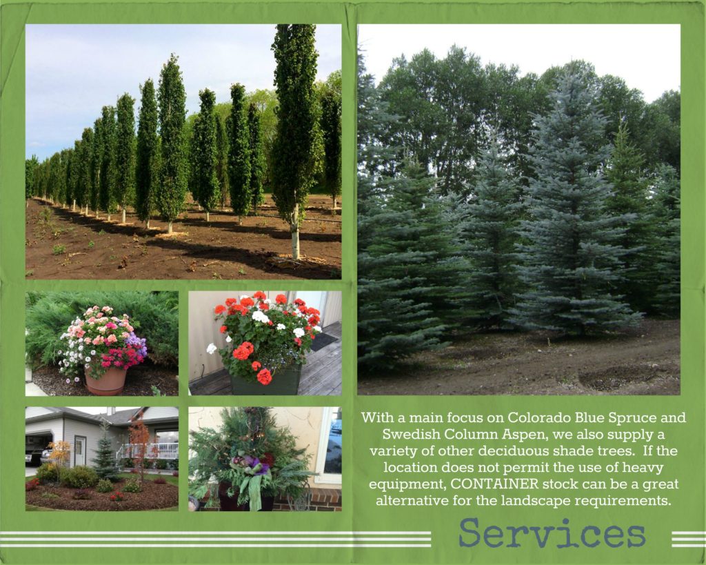 Strathmore Spruce Tree Farm