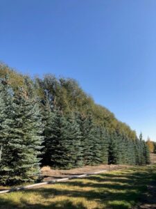 Strathmore Spruce Tree Farm