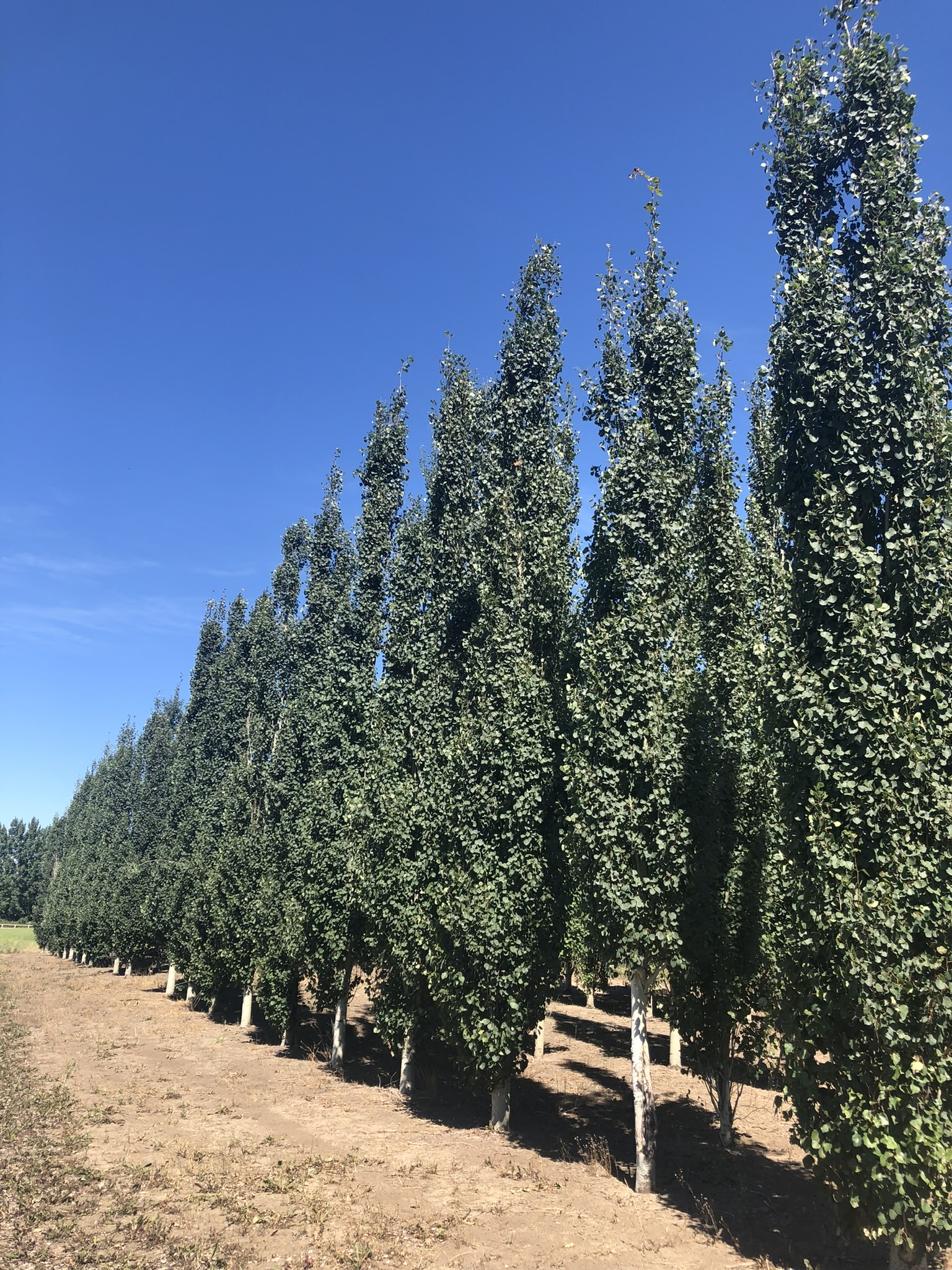 Strathmore Spruce Tree Farm
