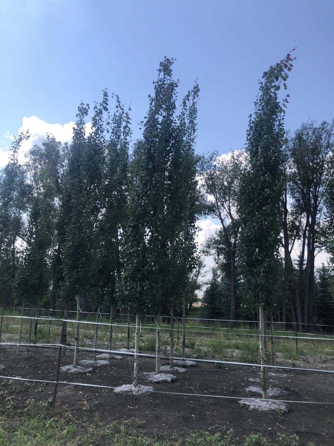 Strathmore Spruce Tree Farm