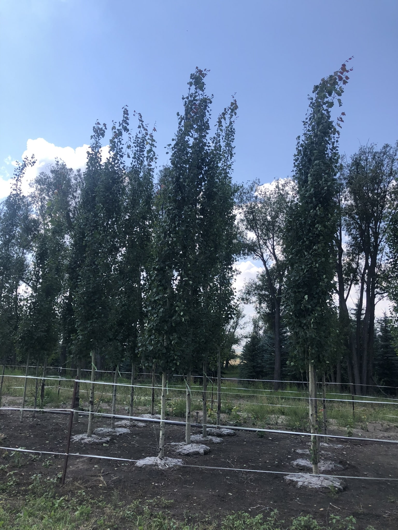 Strathmore Spruce Tree Farm