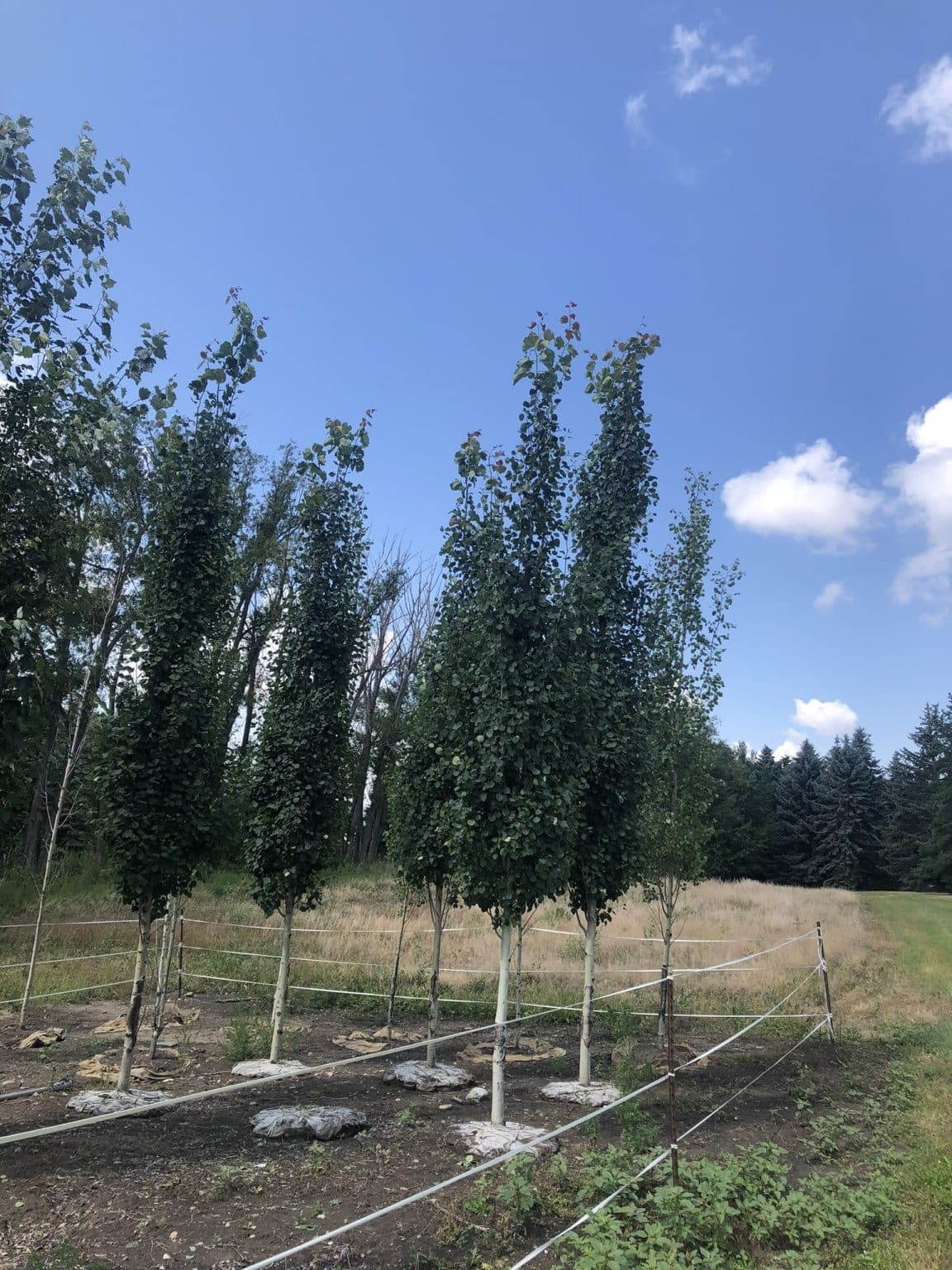 Strathmore Spruce Tree Farm