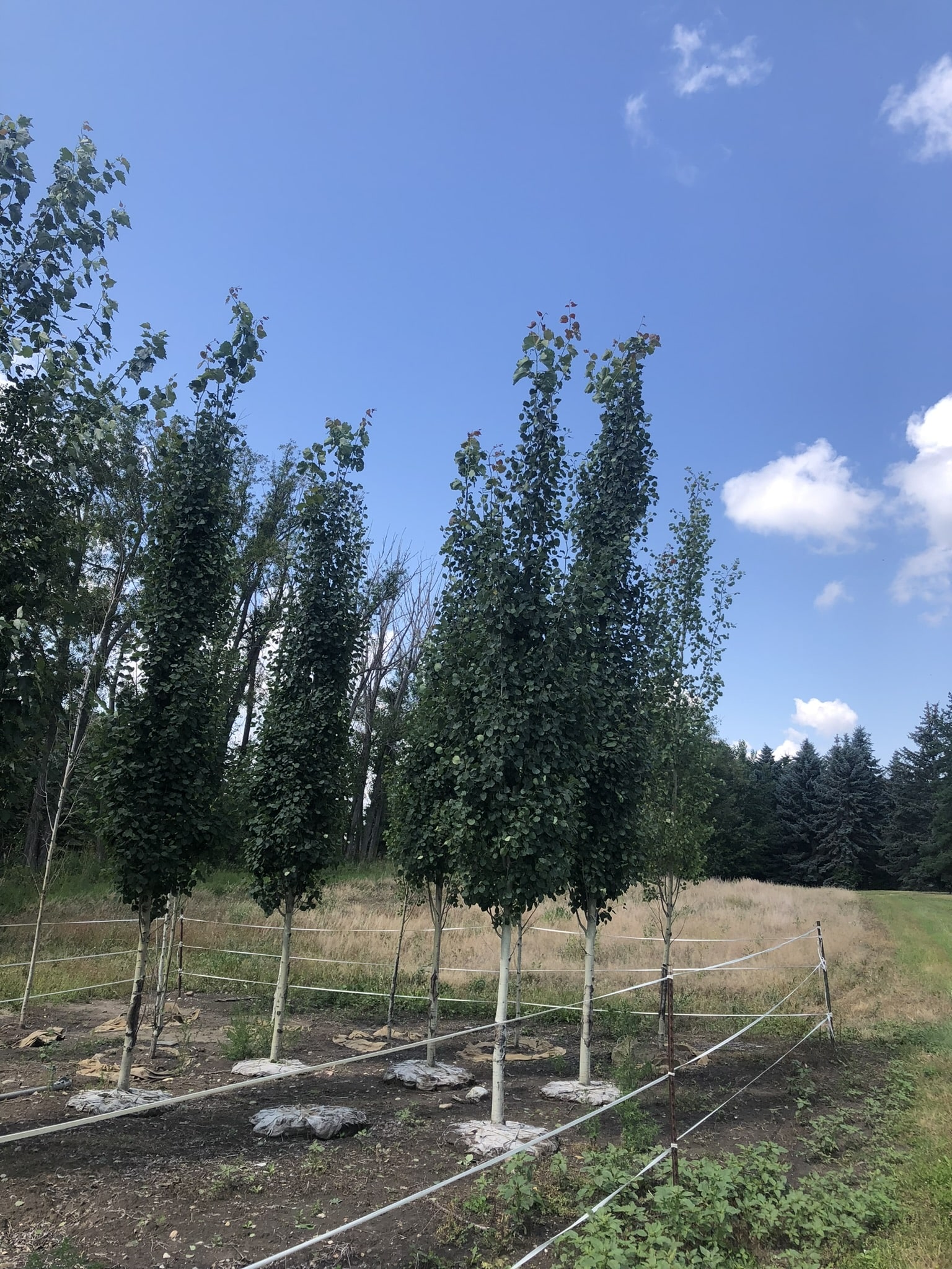 Strathmore Spruce Tree Farm