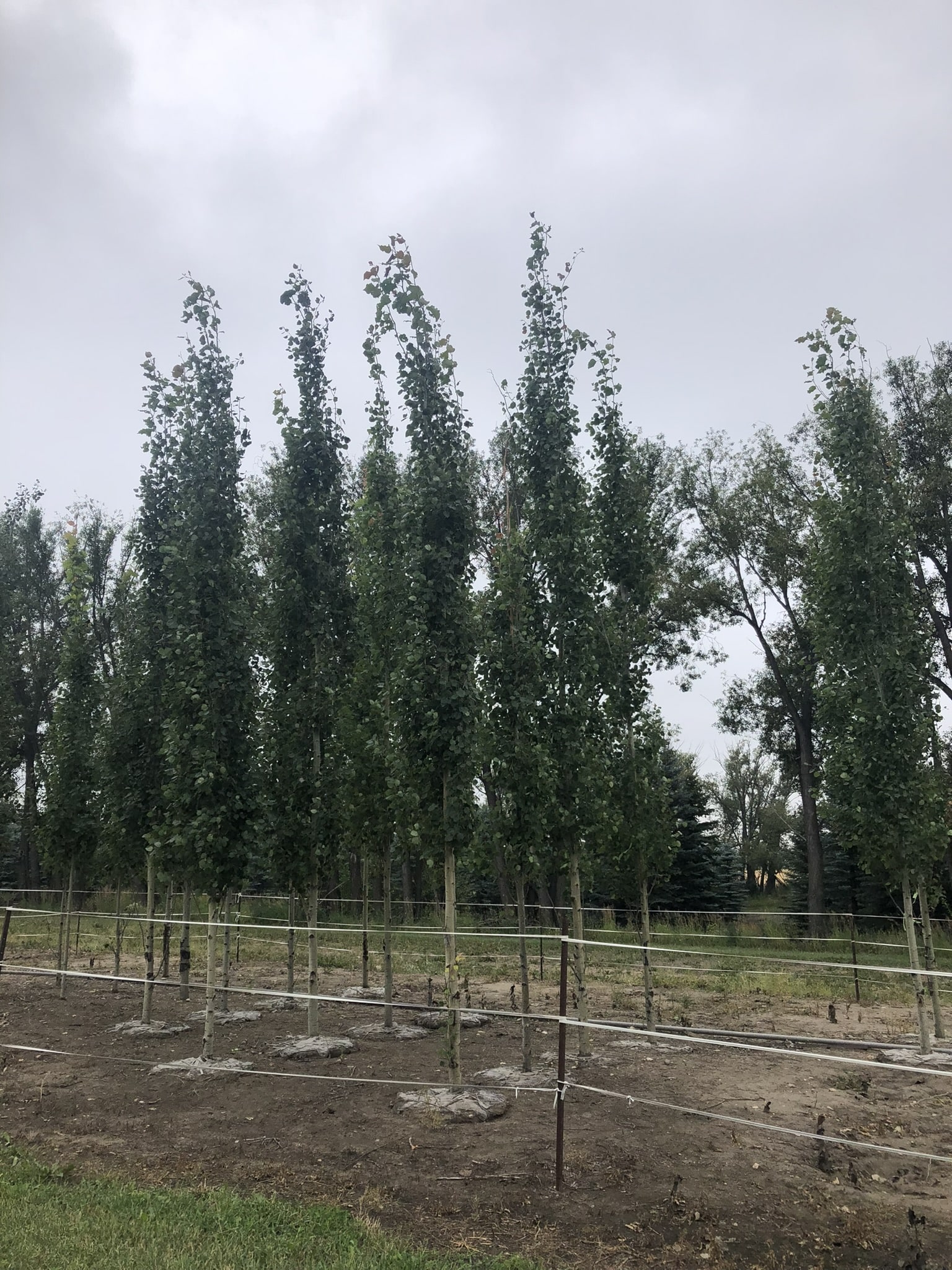 Strathmore Spruce Tree Farm