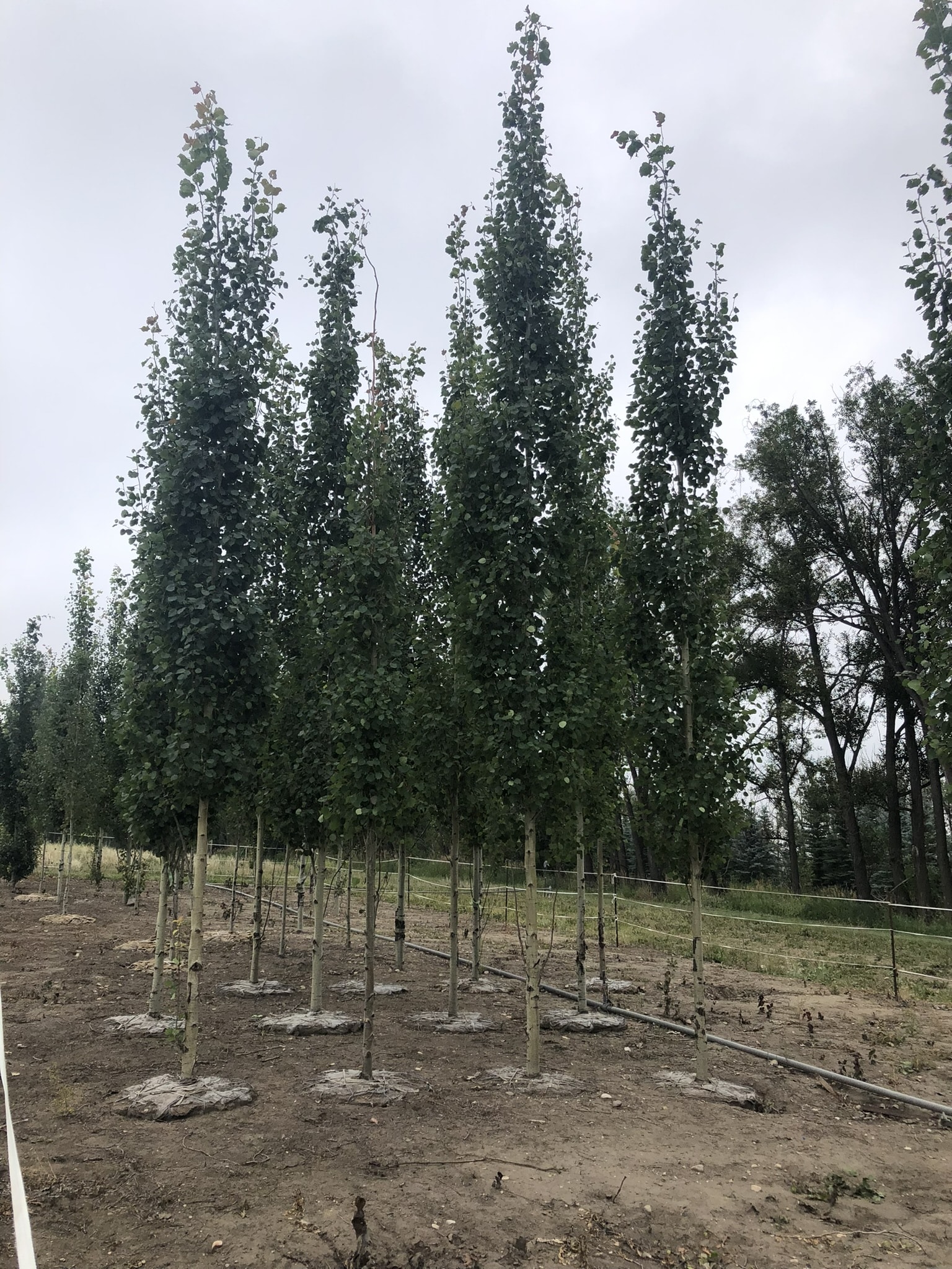 Strathmore Spruce Tree Farm