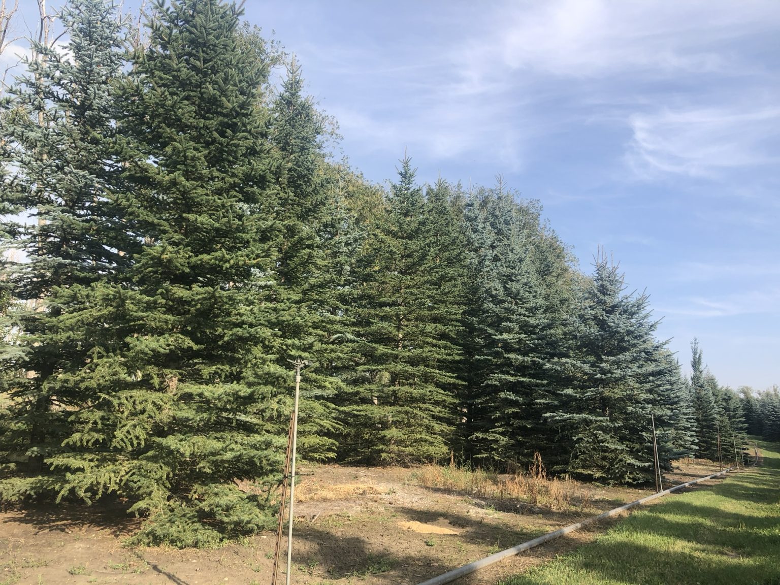 Strathmore Spruce Tree Farm