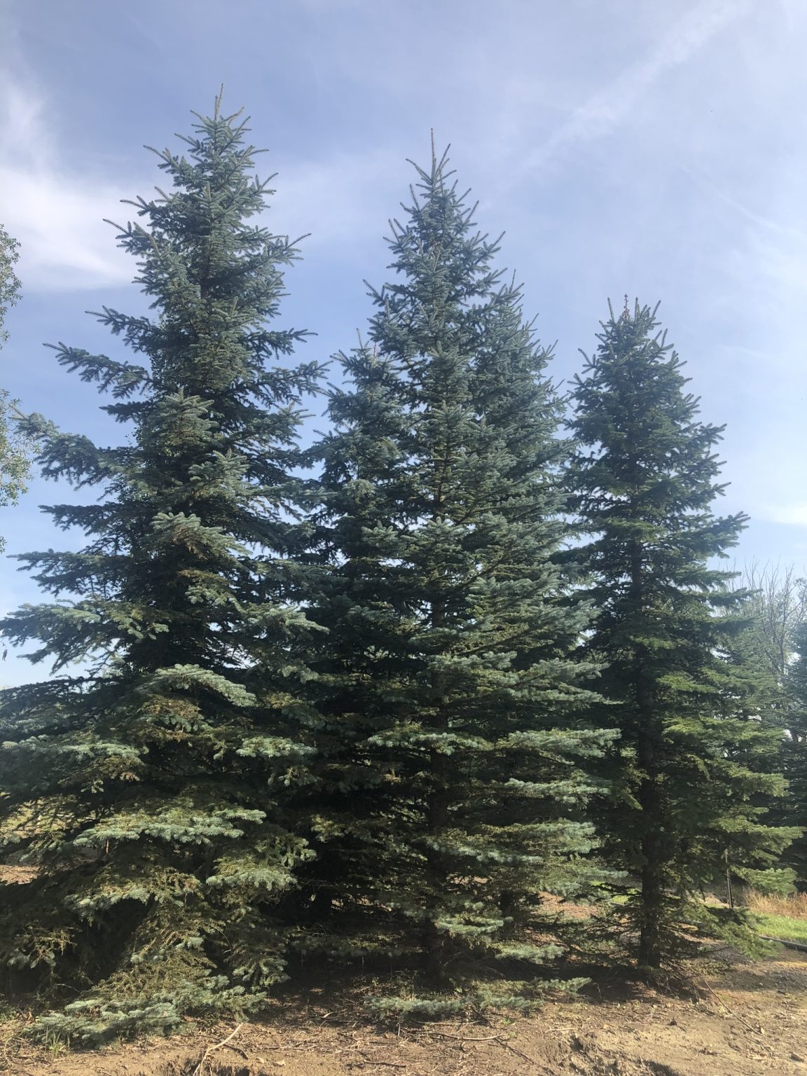 Strathmore Spruce Tree Farm