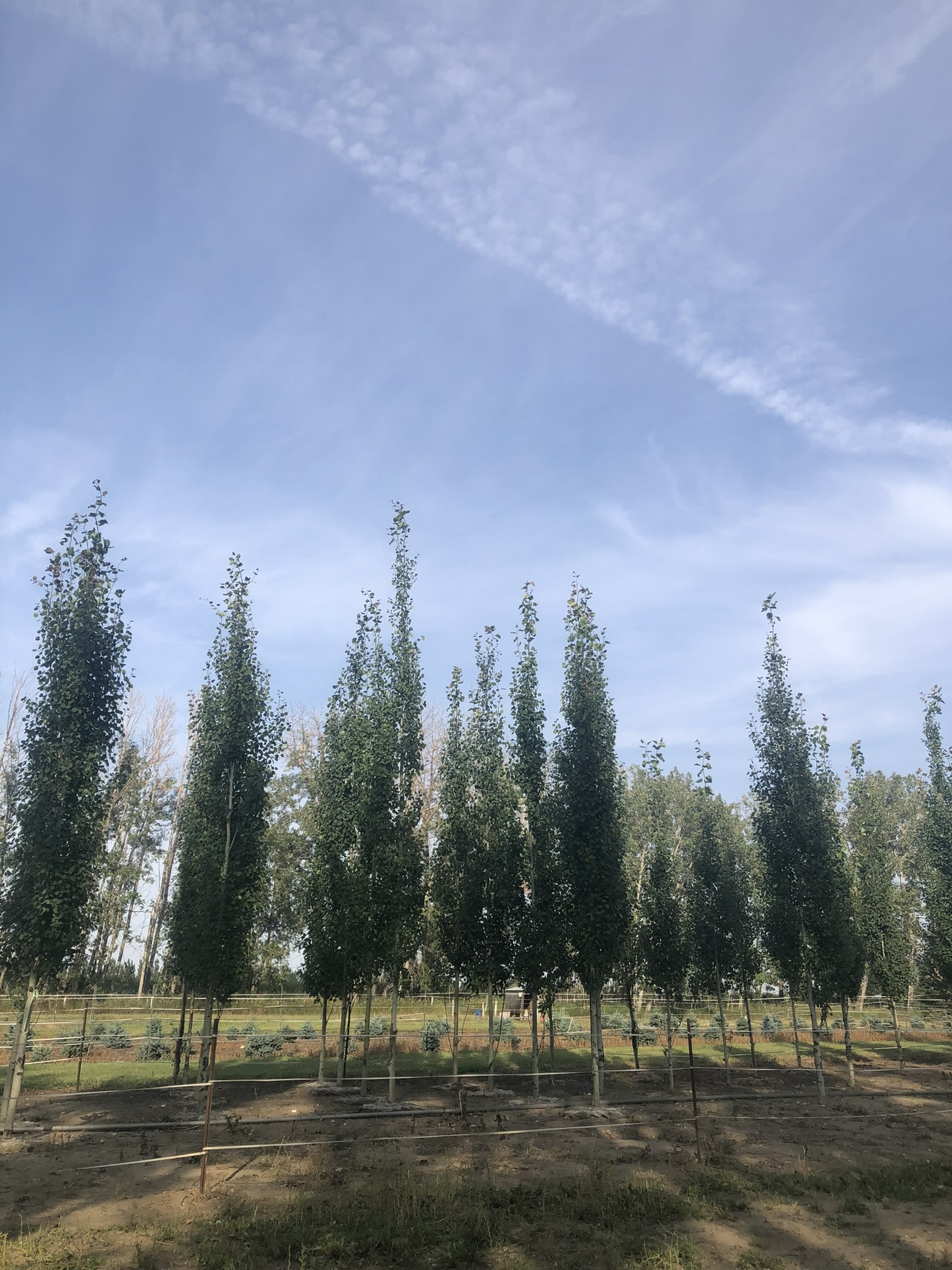 Strathmore Spruce Tree Farm