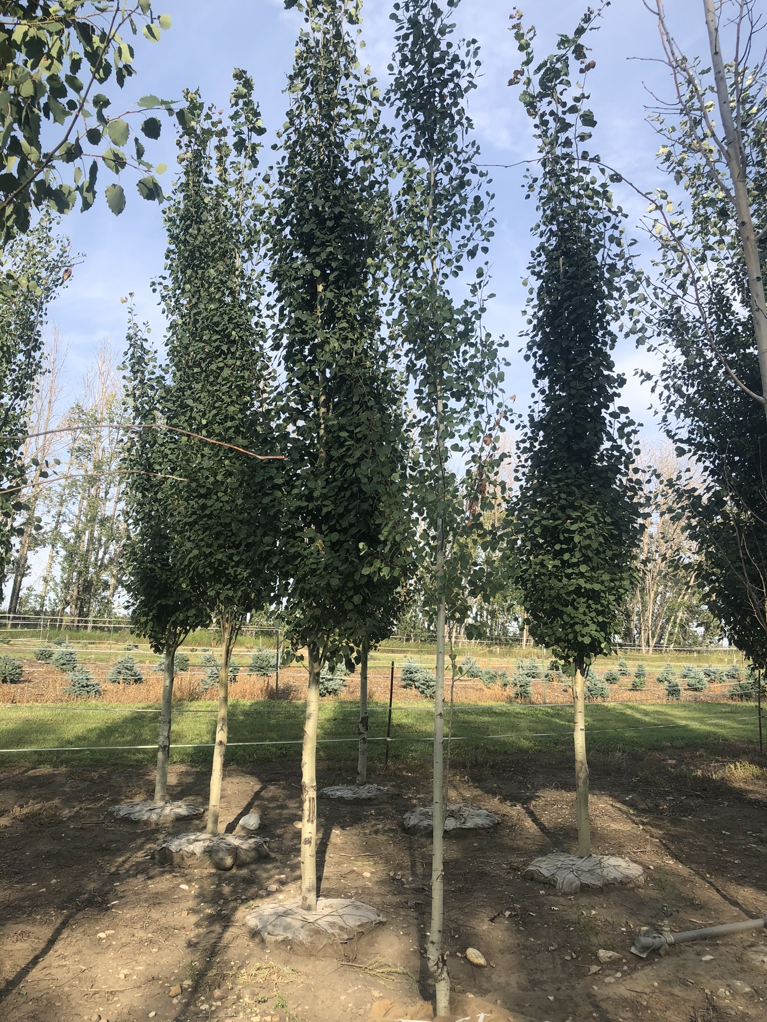 Strathmore Spruce Tree Farm