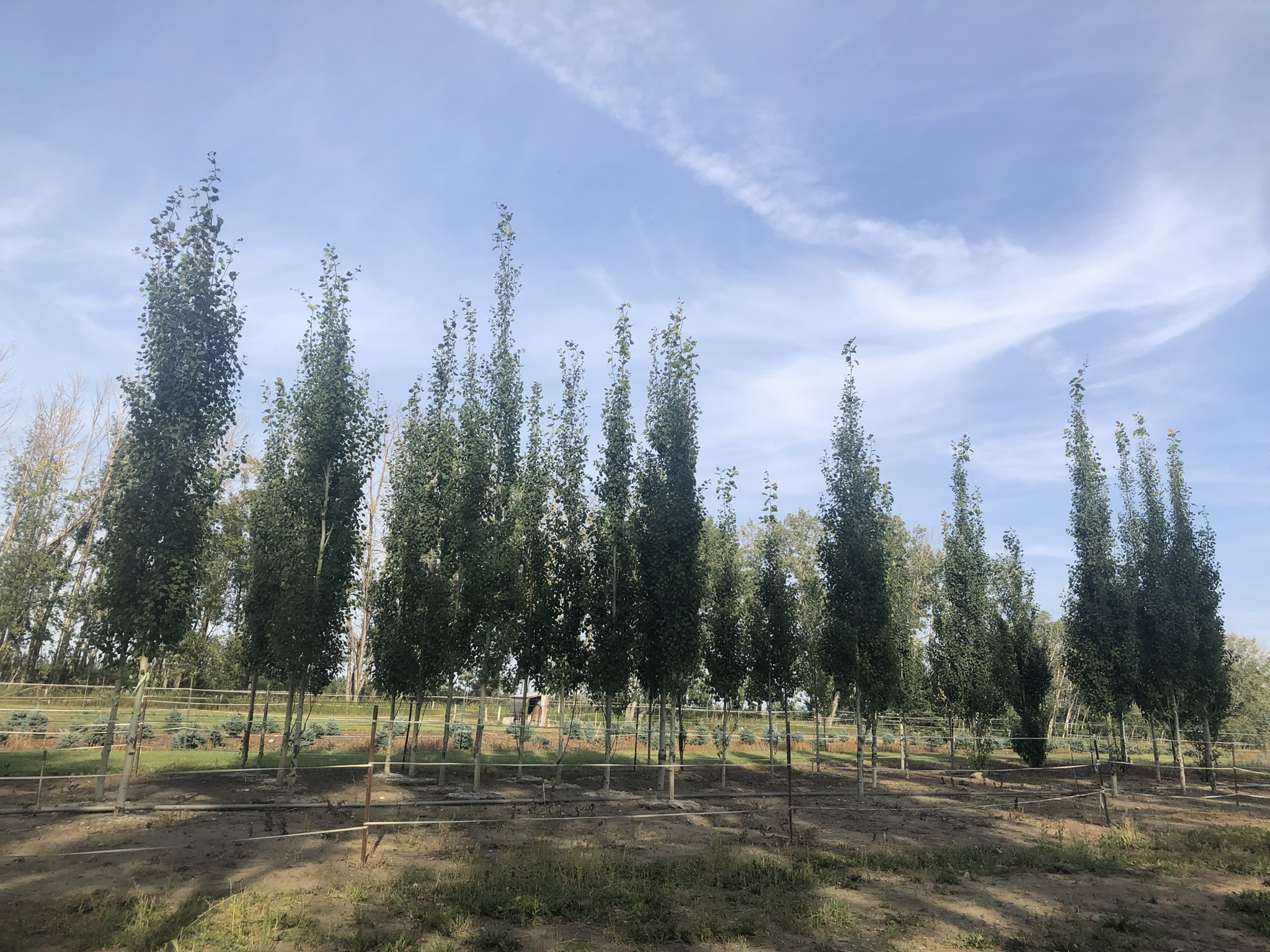 Strathmore Spruce Tree Farm