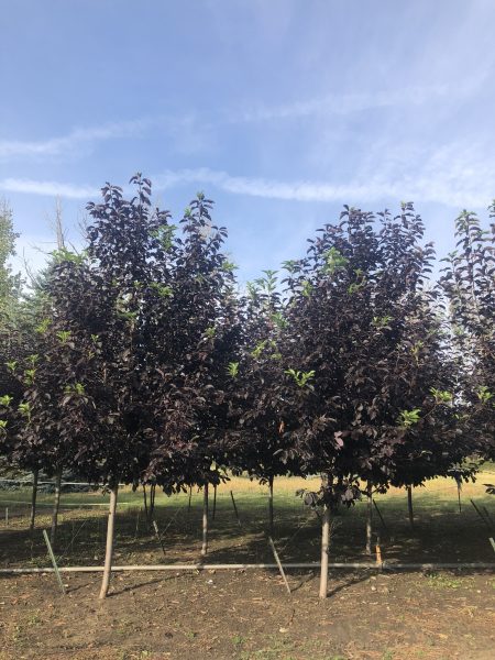 Strathmore Spruce Tree Farm